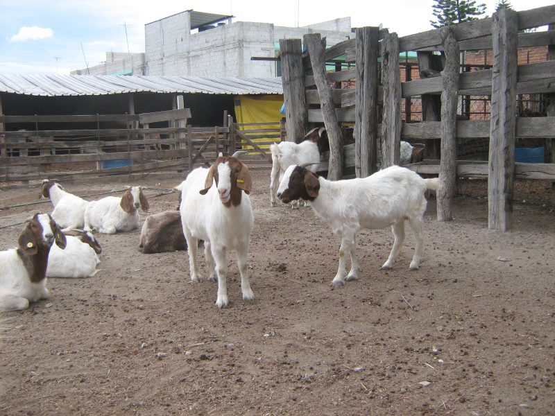 Criadero de Chivos Boer