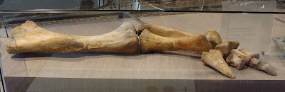 Prehistoric Beast of the Week: Lurdusaurus: Beast of the Week