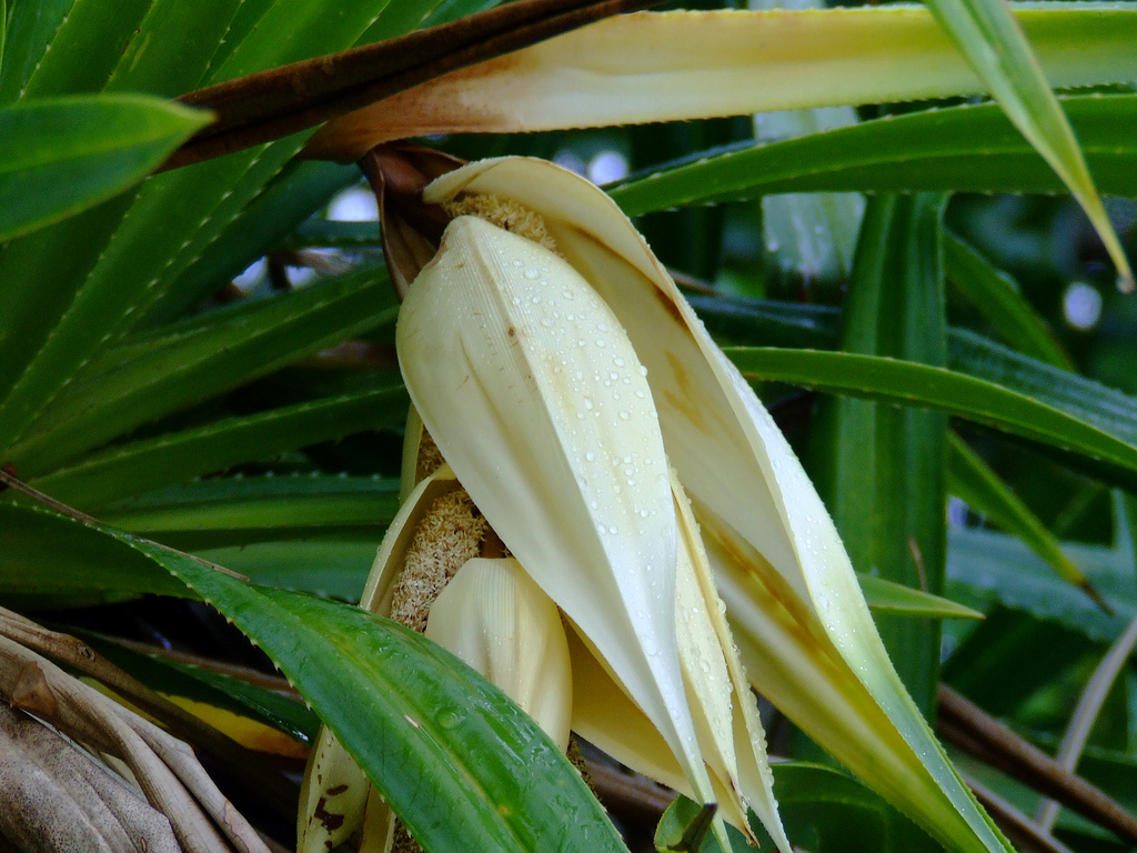 AROMATERAPIA QUÂNTICA (Aromatologia e Aromacologia) : ÓLEO ESSENCIAL DE ...