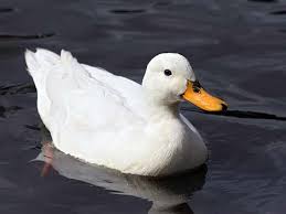 Scientific Name of Duck | Batkh ka vaigyanik name | बत्ख - GK JANKARI ...