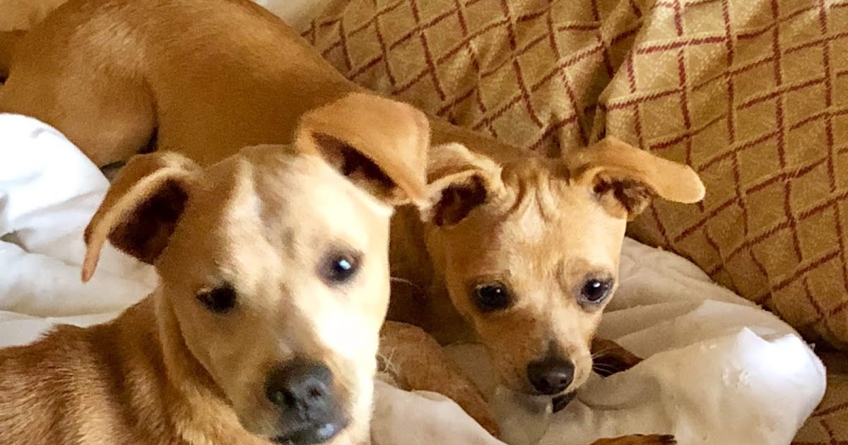 Greenland Holler Pets Moves Mountains Saving Harmed Dogs, Become part ...