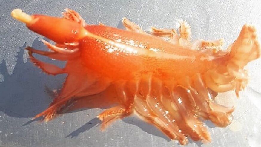 Los 8 bichos más raros encontrados por Pescaturismo