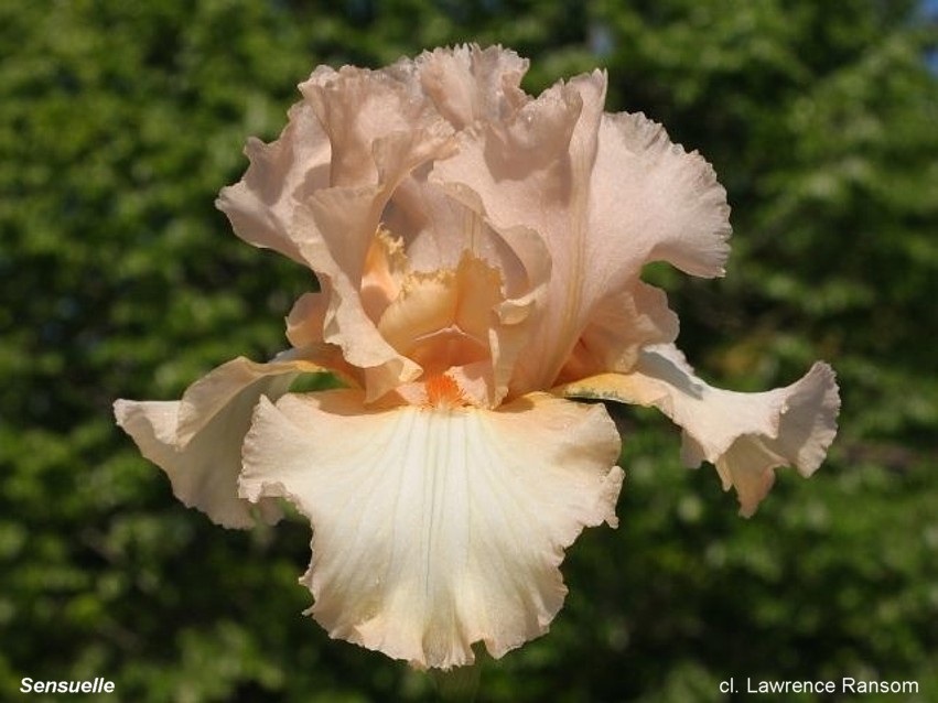 World of Irises: French Irises and Their Hybridizers