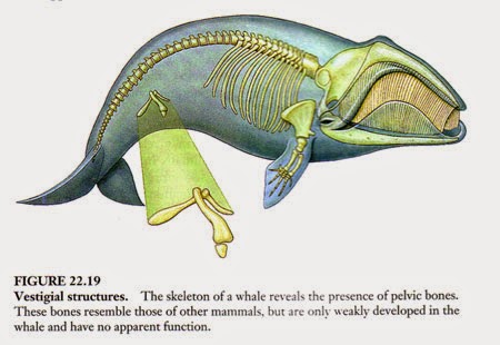 Birds To Dinosaur: Python Vestigial Pelvis, Femur and Spur