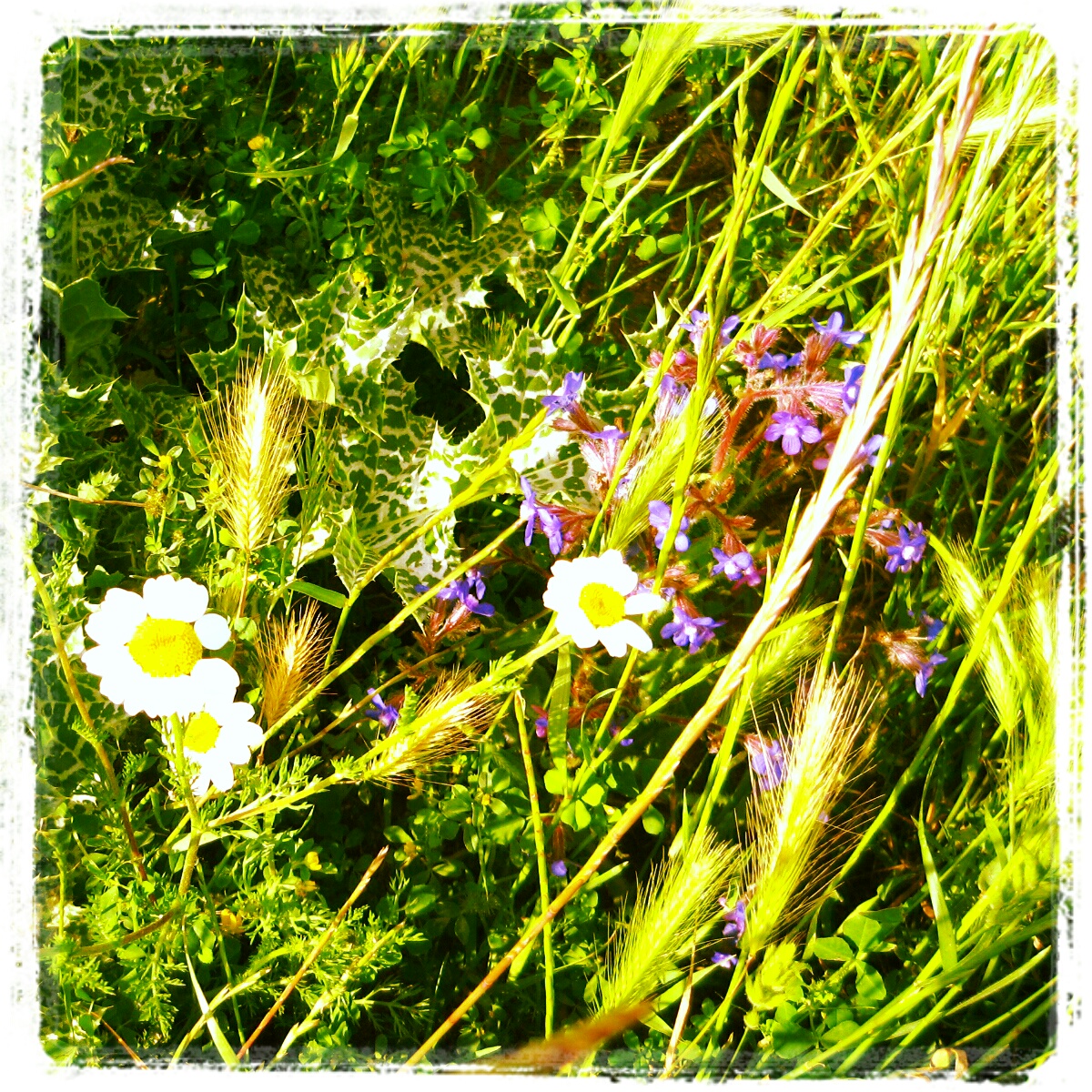 azahares azahares azahares...: 2012