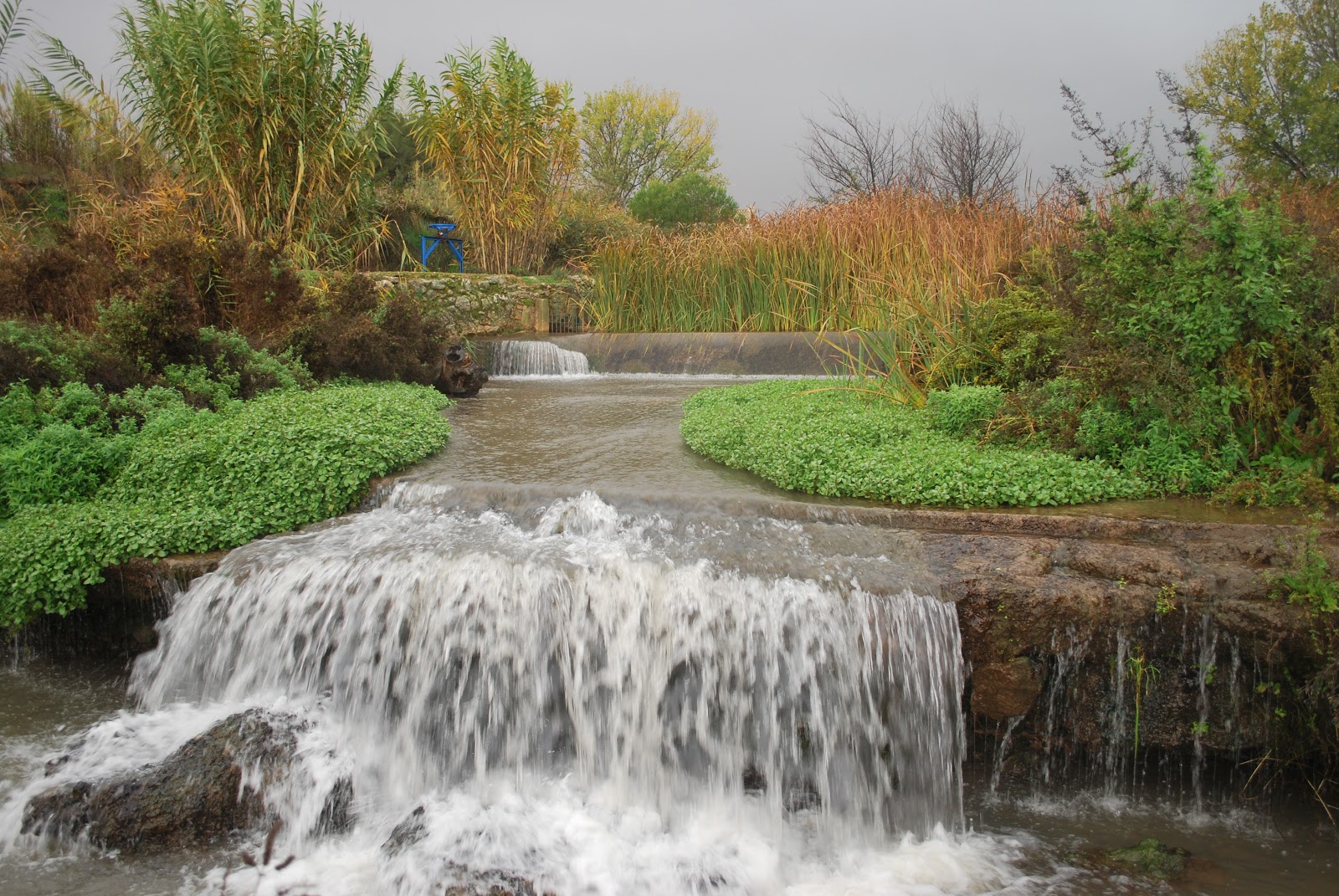 Aves en Requena Utiel: PASERIFORMES INVERNANTES EN EL RÍO MAGRO