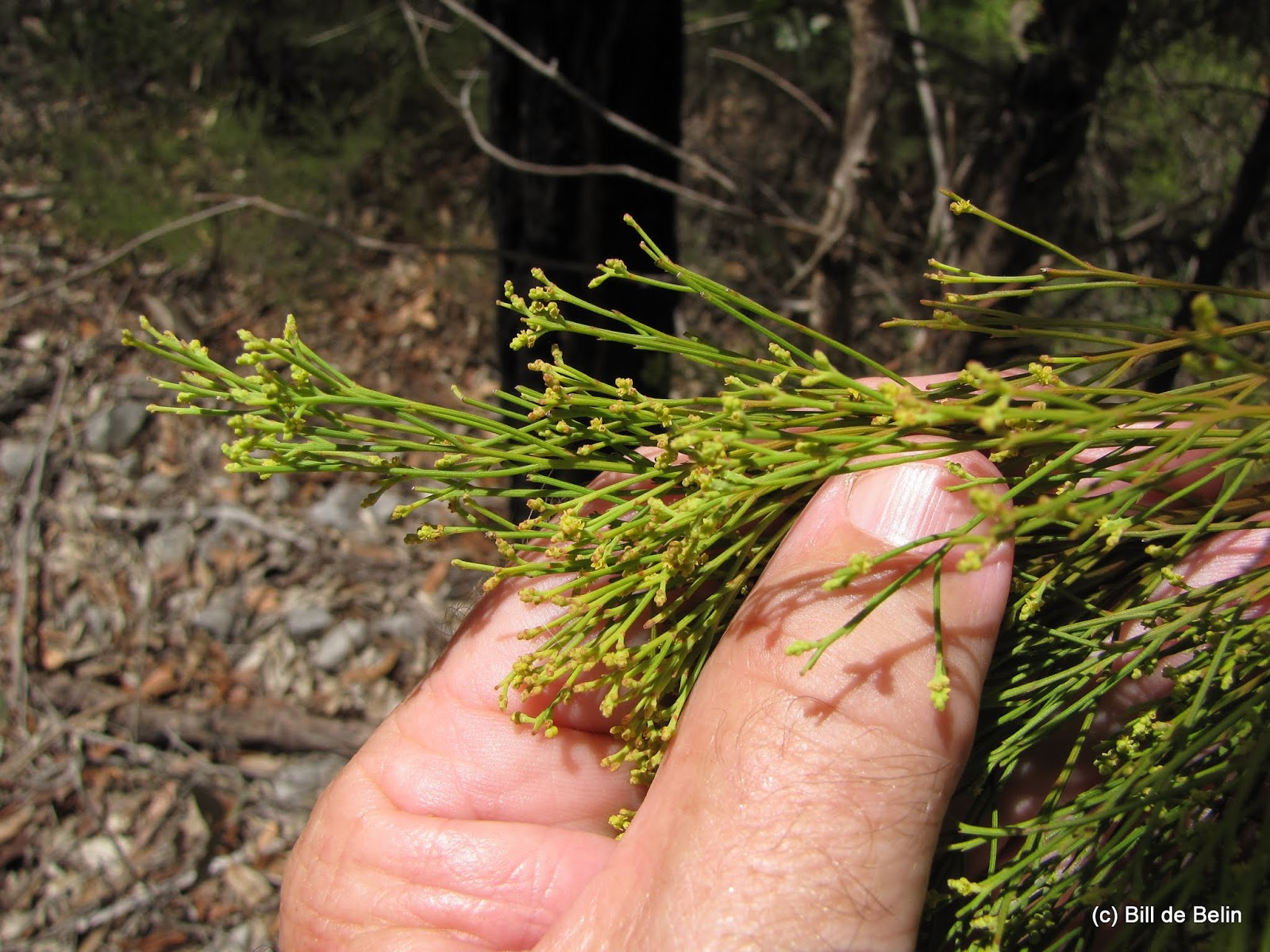 Sydney's Wildflowers and Native Plants: Exocarpos cupressiformis ...