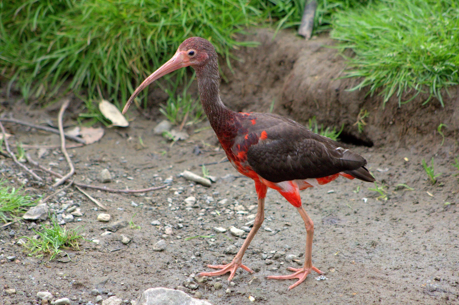 Something About Everything: Napa Safari - Birds