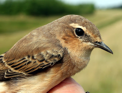 Another Bird Blog: Back to Wheats