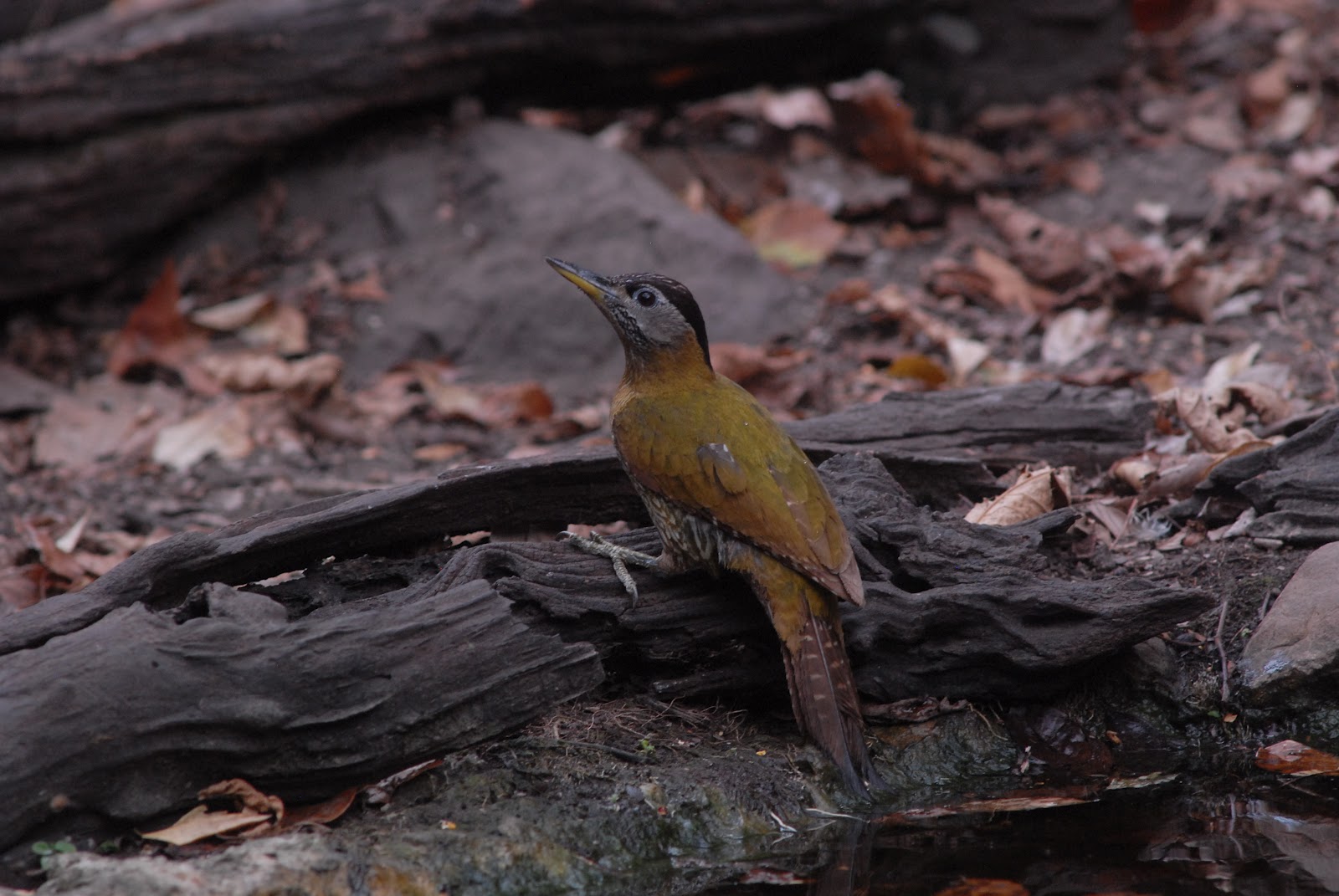 Mary Birds: Thailand 3 - Nick Upton - Kaeng Krachen area - Water Drip ...
