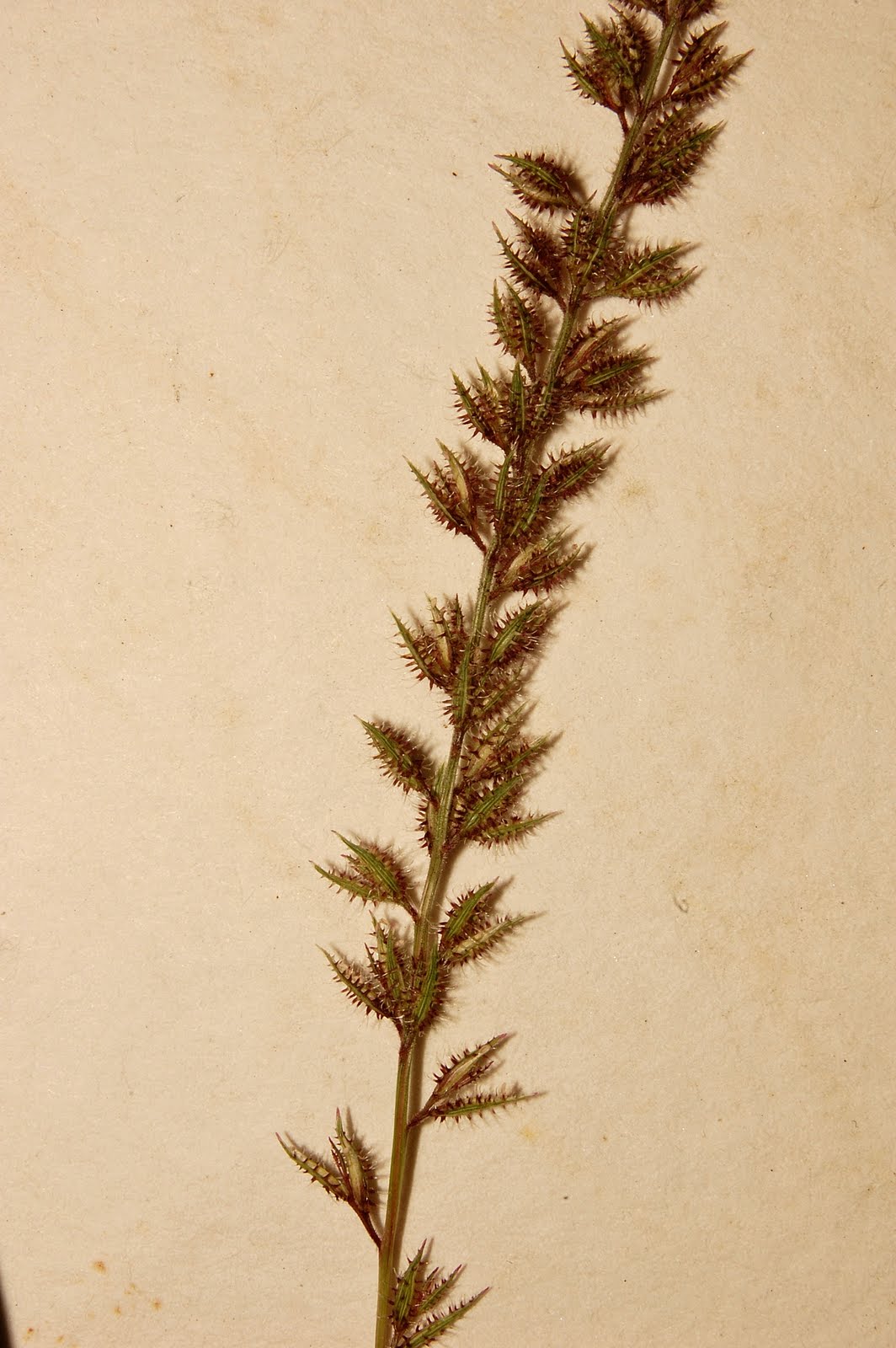 Get Your Botany On!: Stalked Bur Grass, Tragus racemosus