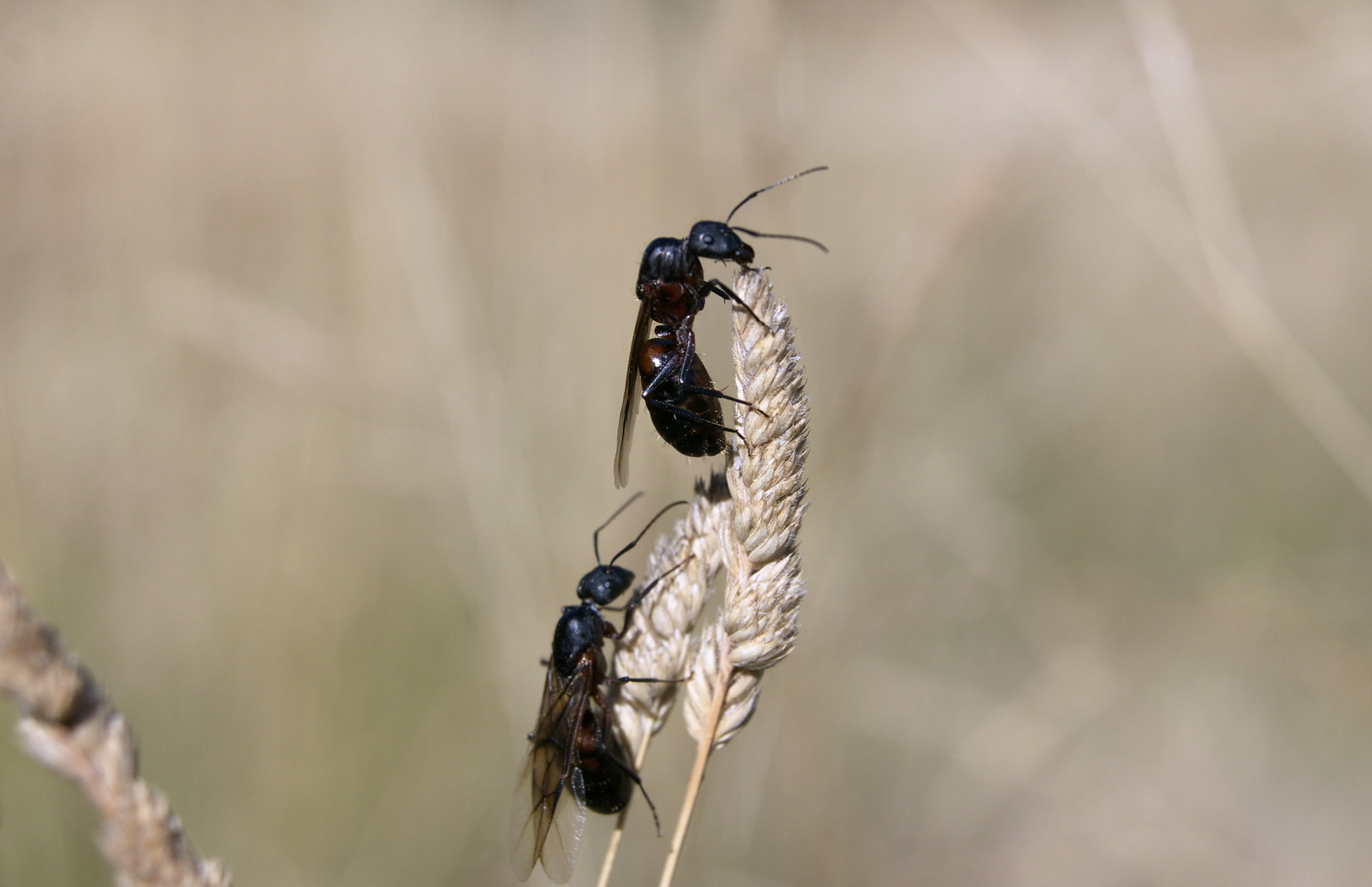 Hormigas: adultos alados de verano. Camponotus cruentatus (Latreille, 1802)