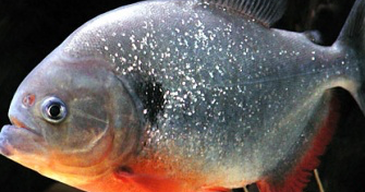 Blog general apuntes de gastronomía y trabajos propios de la UMB ...