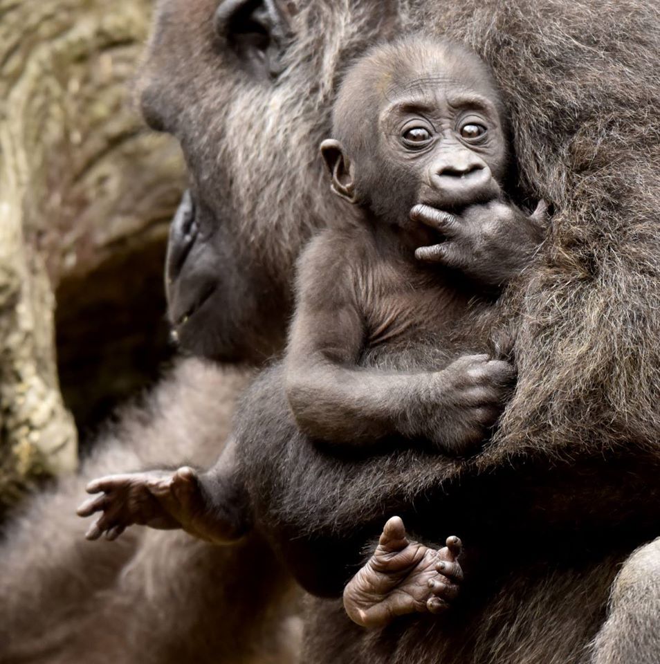 GRANDES SIMIOS PATRIMONIOS VIVOS DE LA HUMANIDAD: LA PRENSA ARGENTINA ...