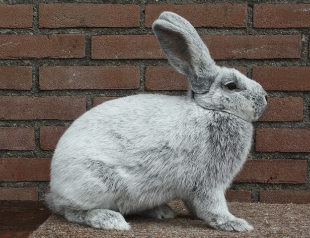 konijnenrassen: Middelgrote rassen