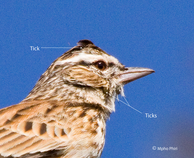 Mahikeng Birding Blog: Ticks on birds: a common sight or not