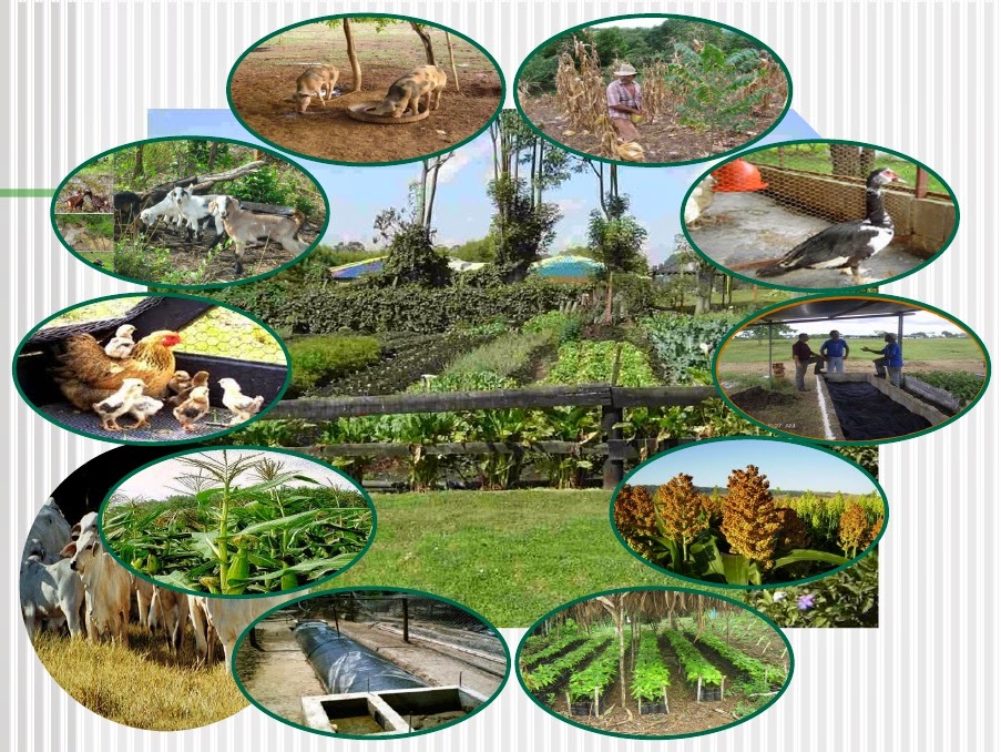 Producción agropecuaria : Introducción