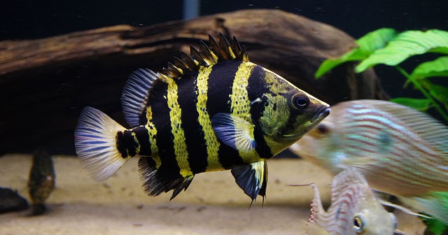 Mania de Aquário: Datnoides (Tiger fish, Coius sp.)