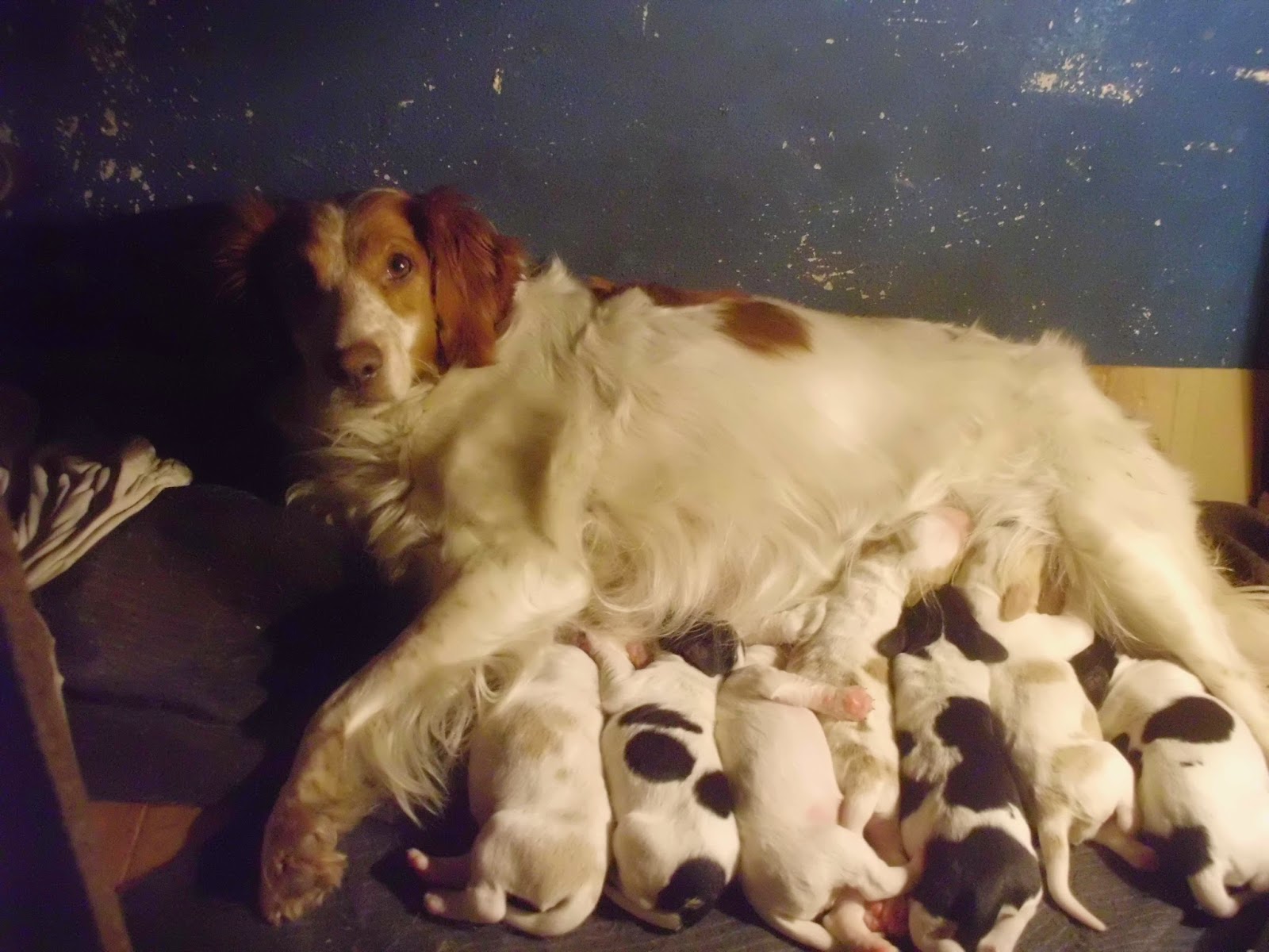 Son Perros Bretones Tiernos