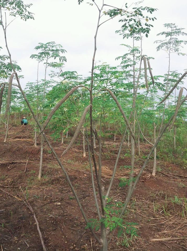 Moringa Farm / MalunggayLife Agri Farm Philippines: Fresh harvest ...