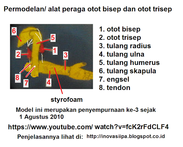 PENYEMPURNAAN ALAT PERAGA IPA: Penyempurnaan Model Otot Bisep dan ...
