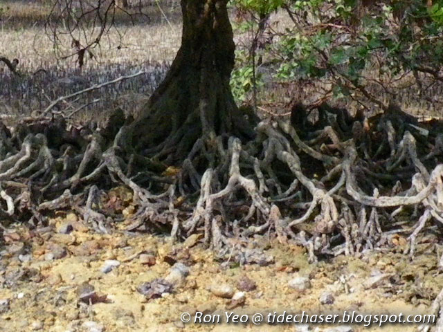 tHE tiDE cHAsER: Tengar (Ceriops tagal)