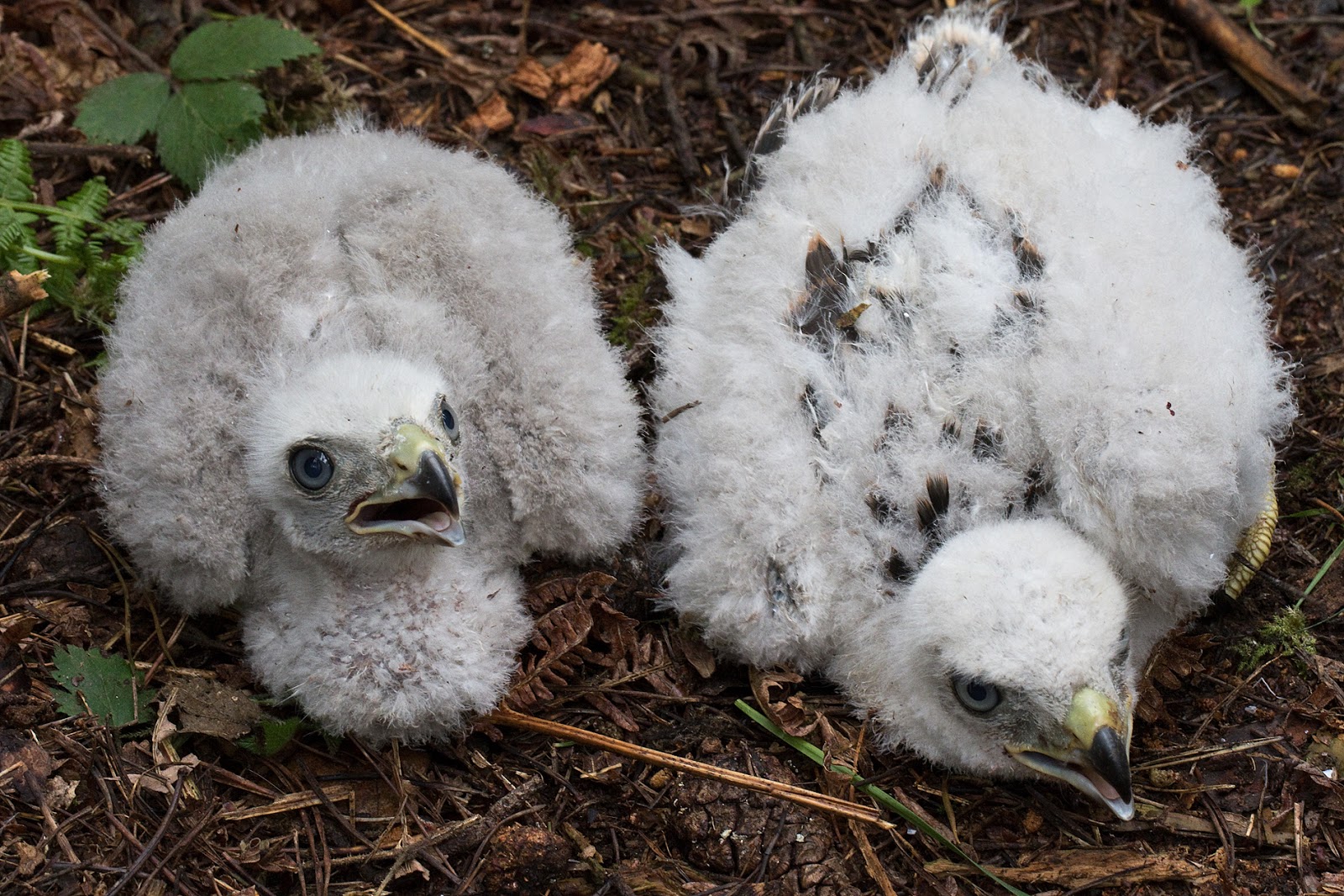 Martin's Sussex Birding Blog: Goshawk Chicks