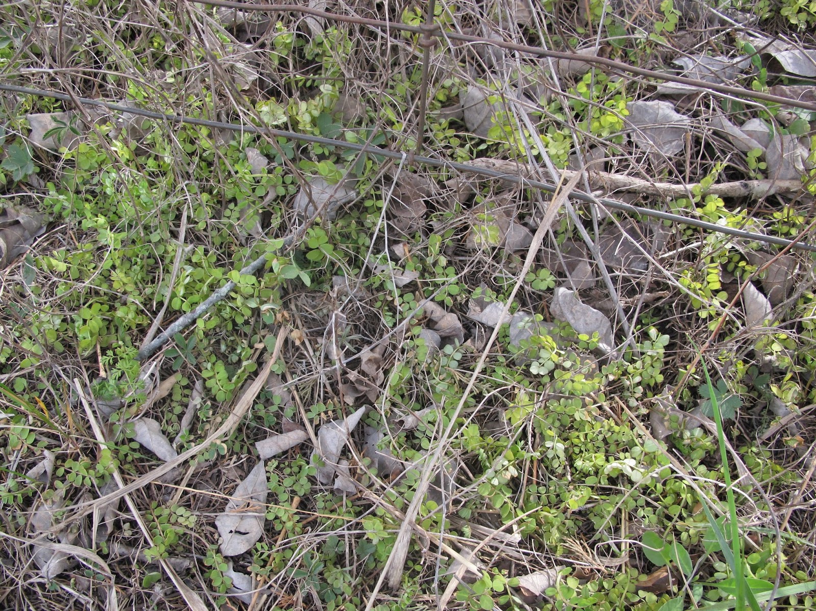 Blue Jay Barrens: Invasive Control - Crown Vetch