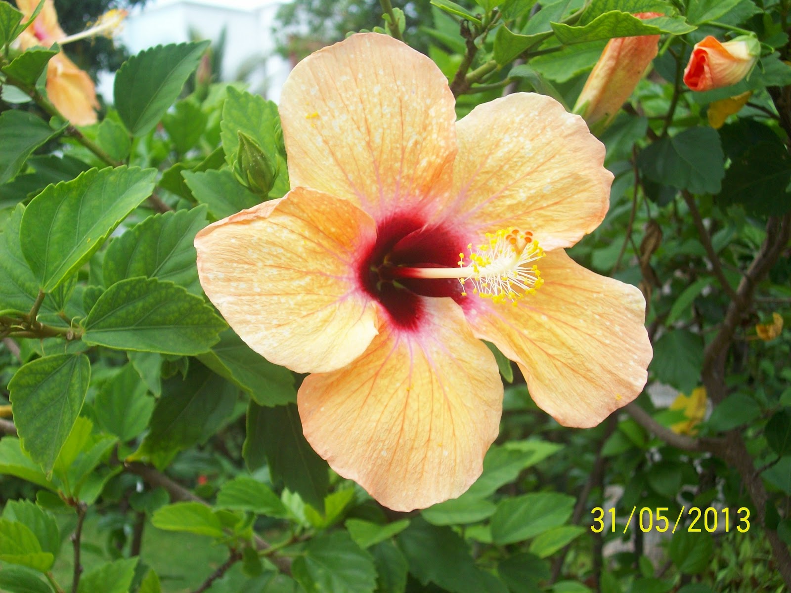 live#Cuba: Flores cubanas. El Marpacífico. #Cuba