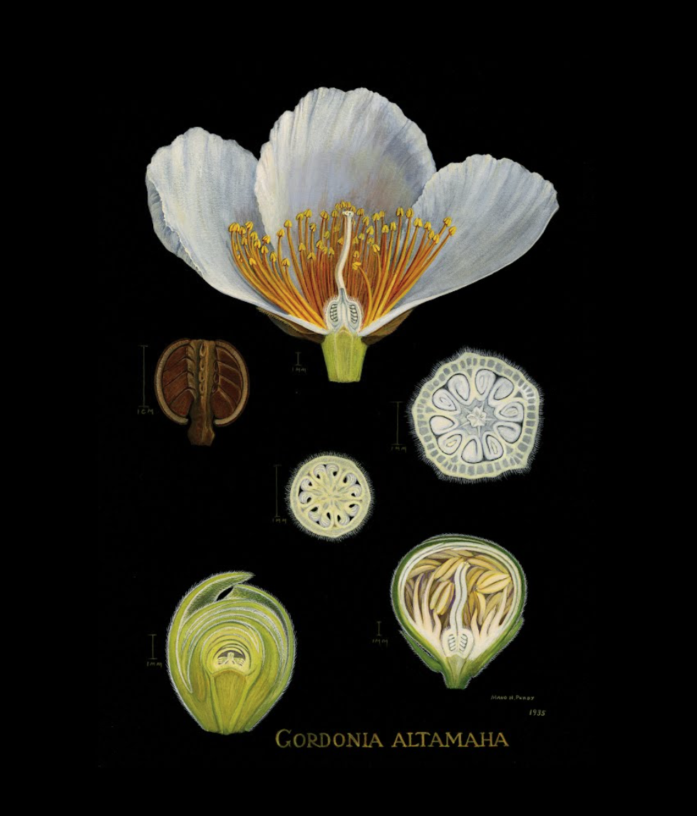 Illustration: Franklin Tree - Maude Purdy