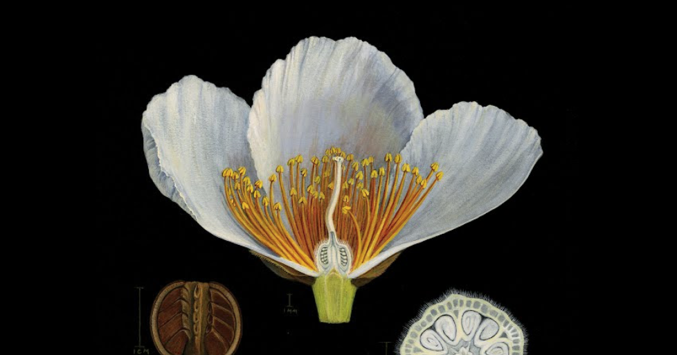 Illustration: Franklin Tree - Maude Purdy