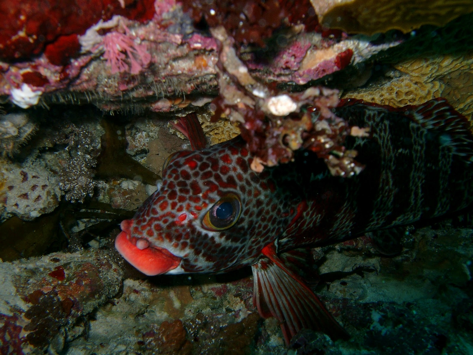 BillsDiving: Red-Lipped Morwong