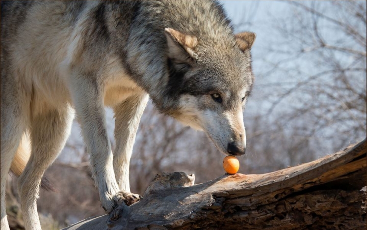 White Wolf : Celebrate Easter Egg Hunt With Amazing Wolves