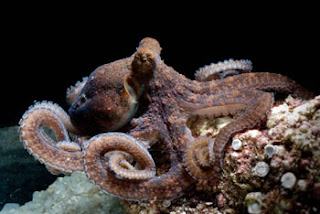 Everything Octopus: Polarized Display Sheds Light on Octopus and ...