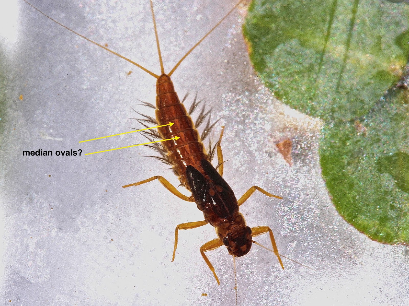 Aquatic Insects of Central Virginia: Our common pronggilled mayfly ...
