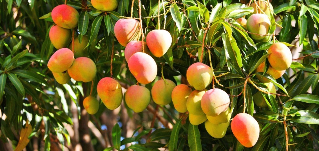 ACARIGUA en BIOGRAFÍAS: LA HISTORIA DEL MANGO EN VENEZUELA