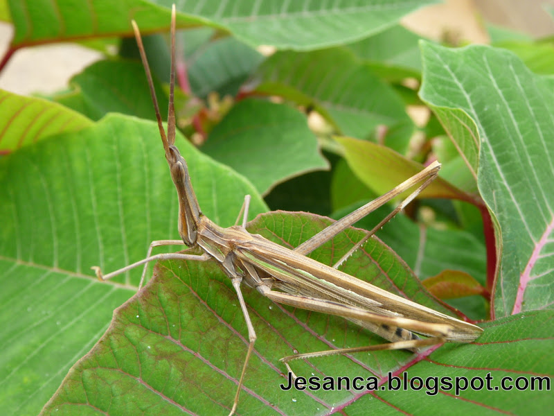 JESANCA: Saltamontes narigudo, saltamontes-palo
