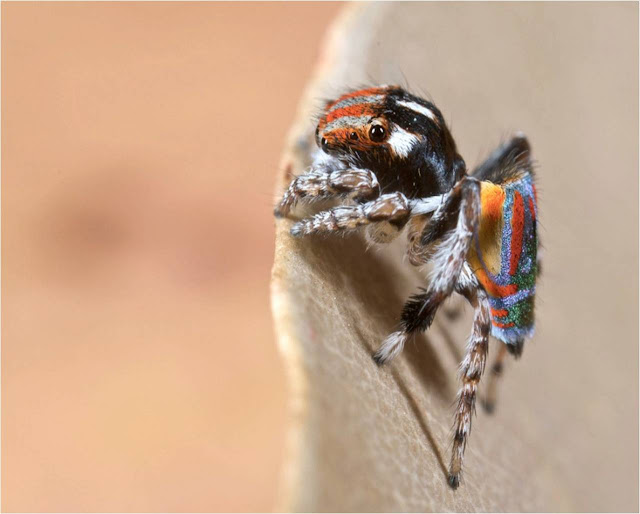 Peacock Spider – Australia’s Show Off Super Hero Spider | The Ark In Space