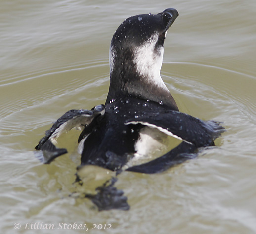 Birding Is Fun!: Flying Penguins, Dead Razorbills and the Big Birding ...
