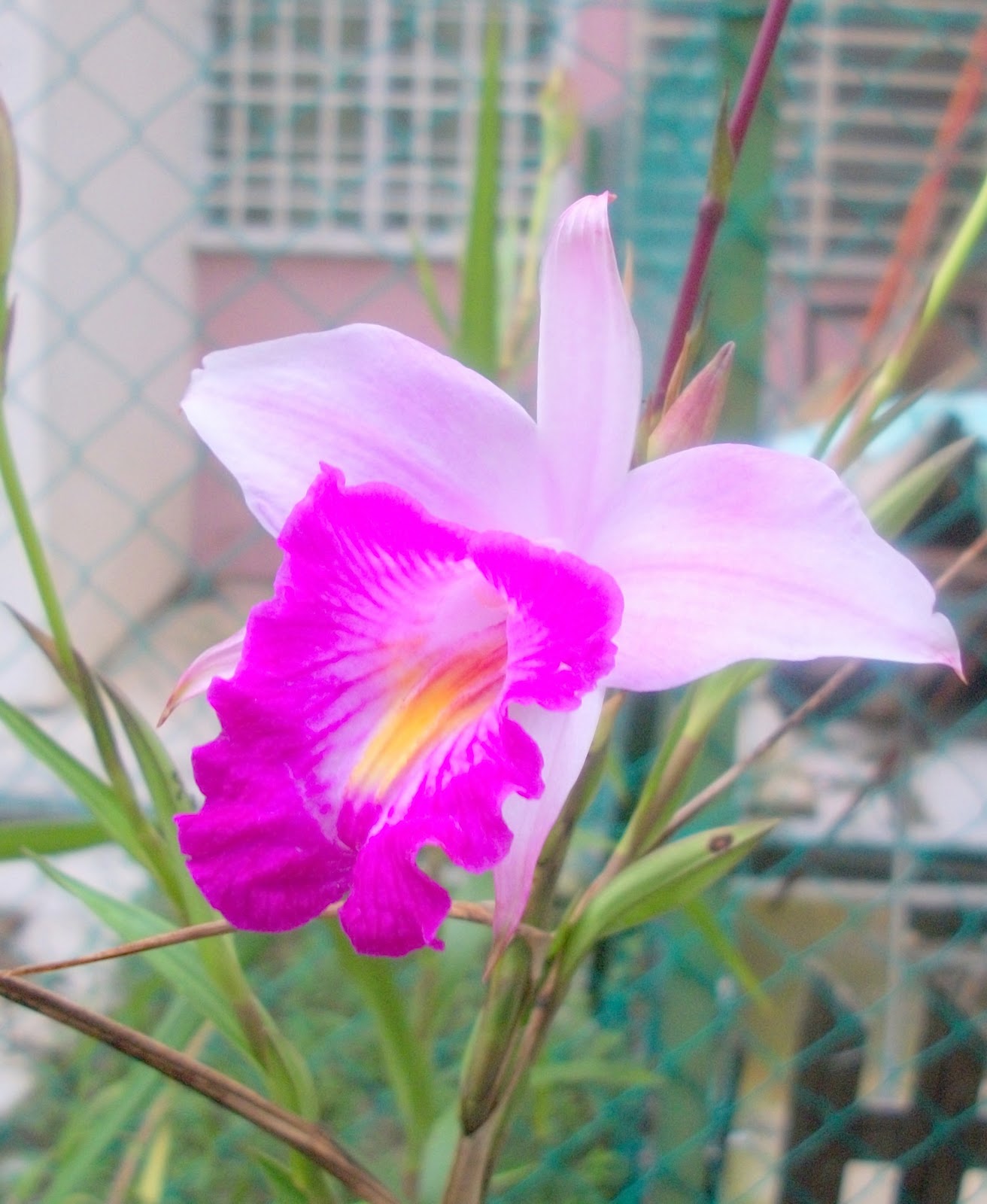 suterazen.blogspot.com: Bunga Anggerik Liar