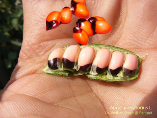 Medicinal Plants: Abrus precatorius