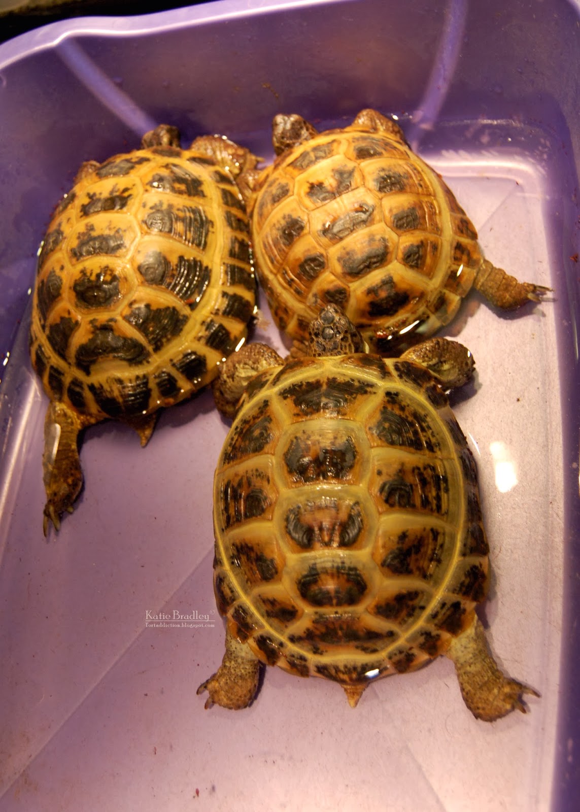 Tortaddiction: Prepping the Russian tortoises for brumation (hibernation)