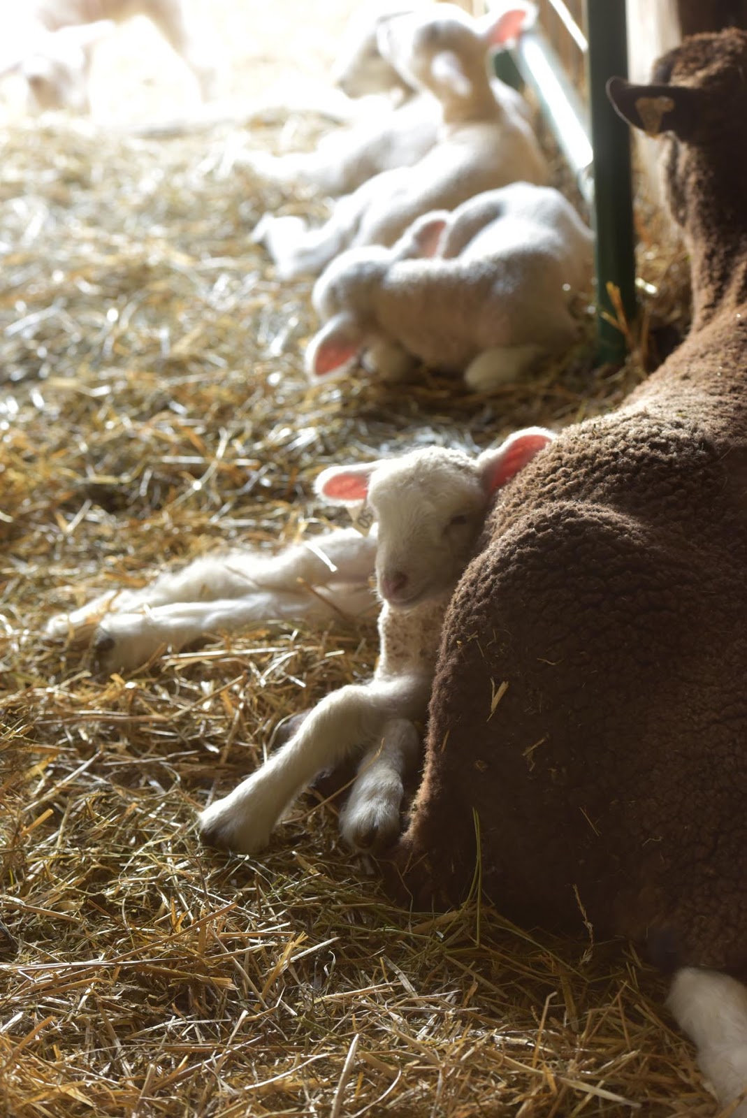 Punkin's Patch: Leg Lounging