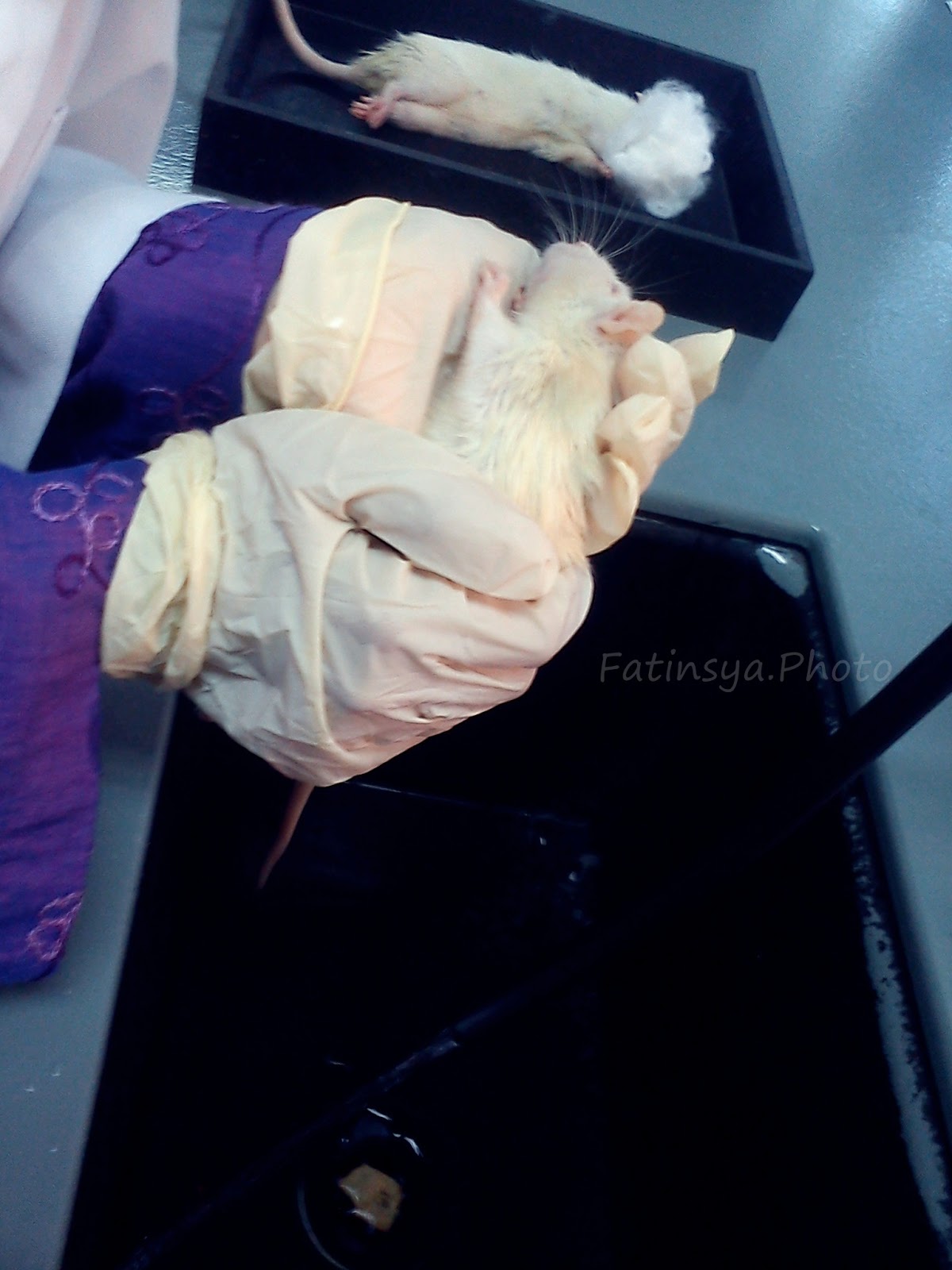 ♥FATINSYAQIRIN♥: Experiment-Dissection. Jom bedah tikus! ;)
