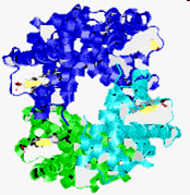 Sally Bui's Biology HL Blog: Biology Hwk - Proteins