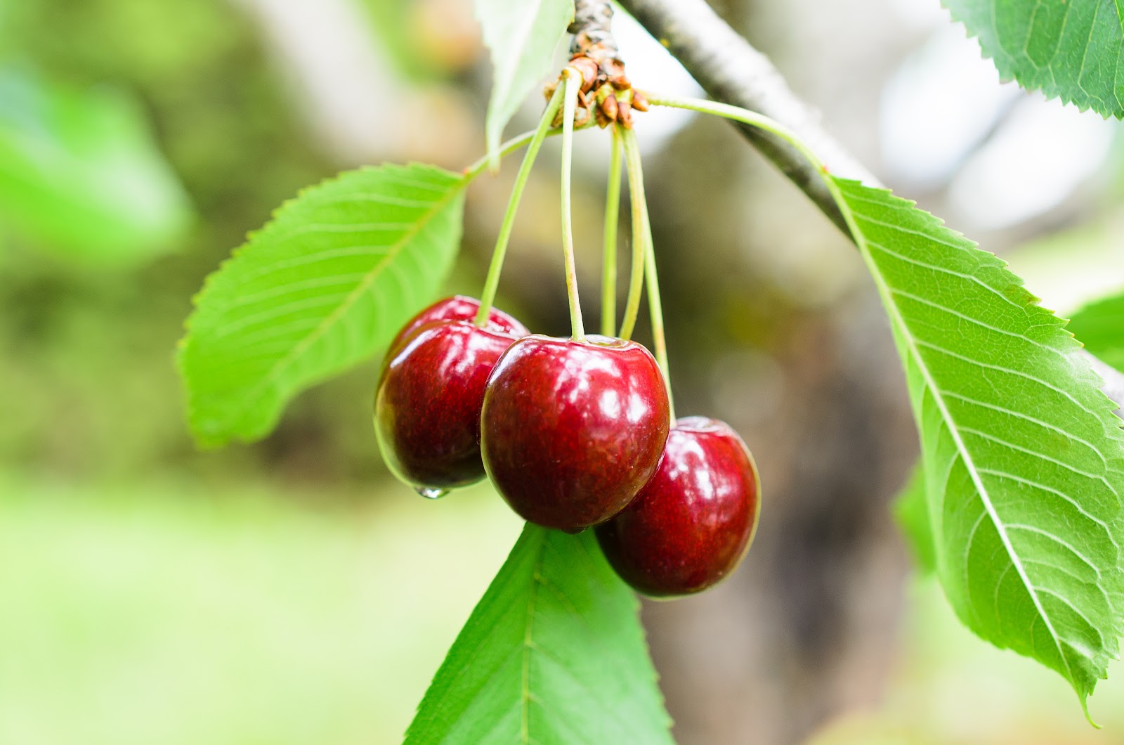 DIÁRIO COM A NATUREZA: 20 DE JUNHO - CEREJEIRA - CEREJA - FRUTA - FLOR ...