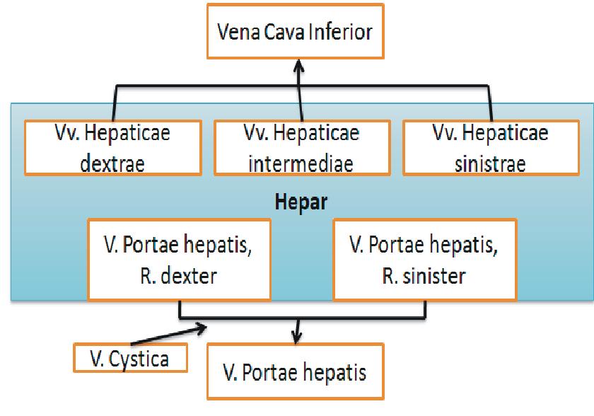 .: Medicina Islamica :.: Anatomi - Fisiologi hepar