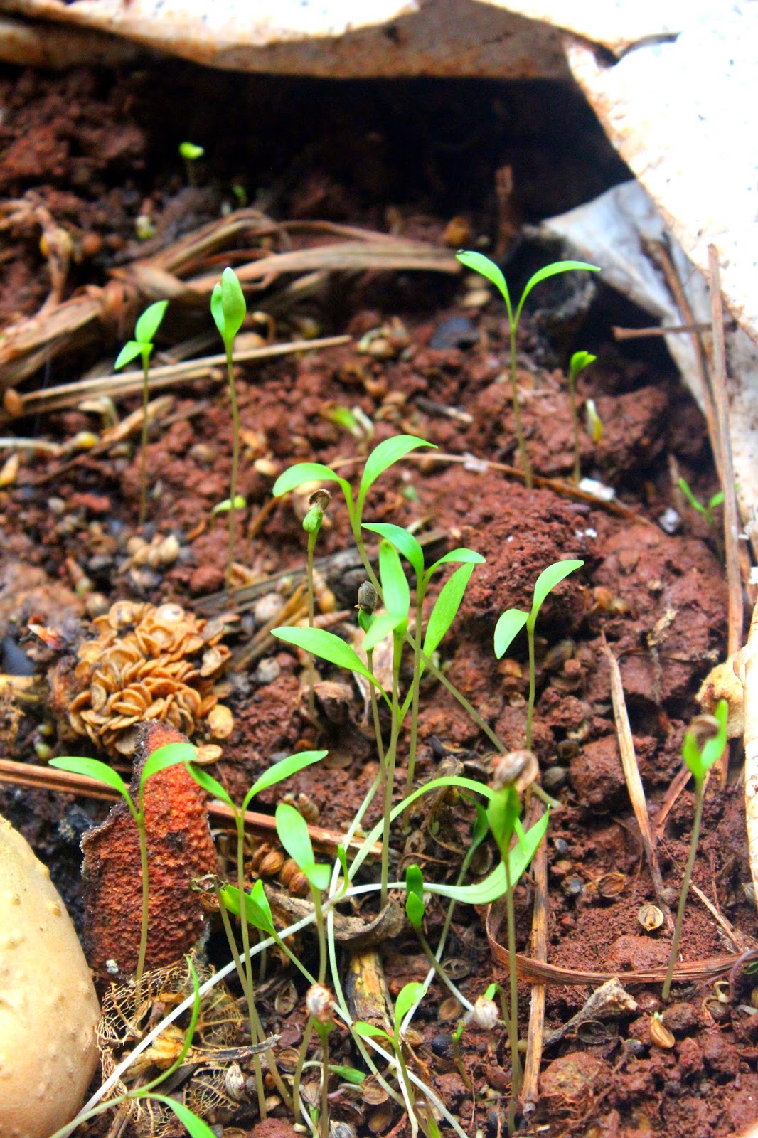 AnnaParabrahma: Growing Kothimbir