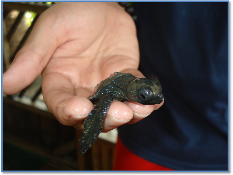 AngelCent: Pawikan Conservation Center