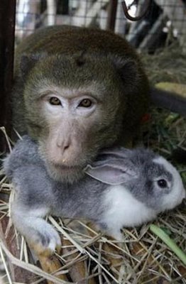 El Rincón de las Monadas: Familias de Conejitos y Monos